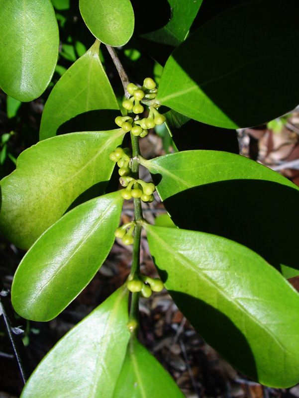 Plantekey
