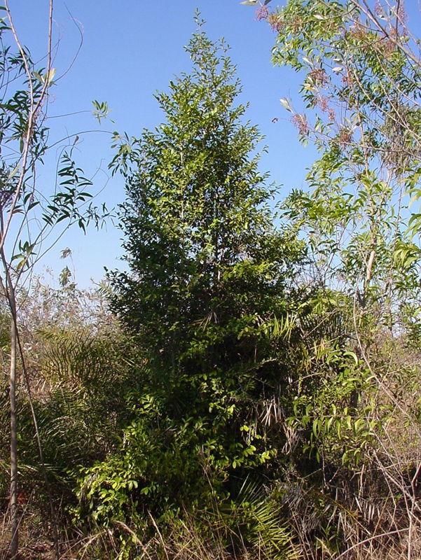 Plantekey