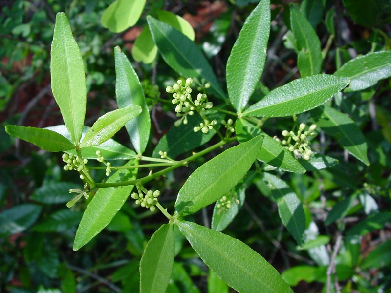 Plantekey