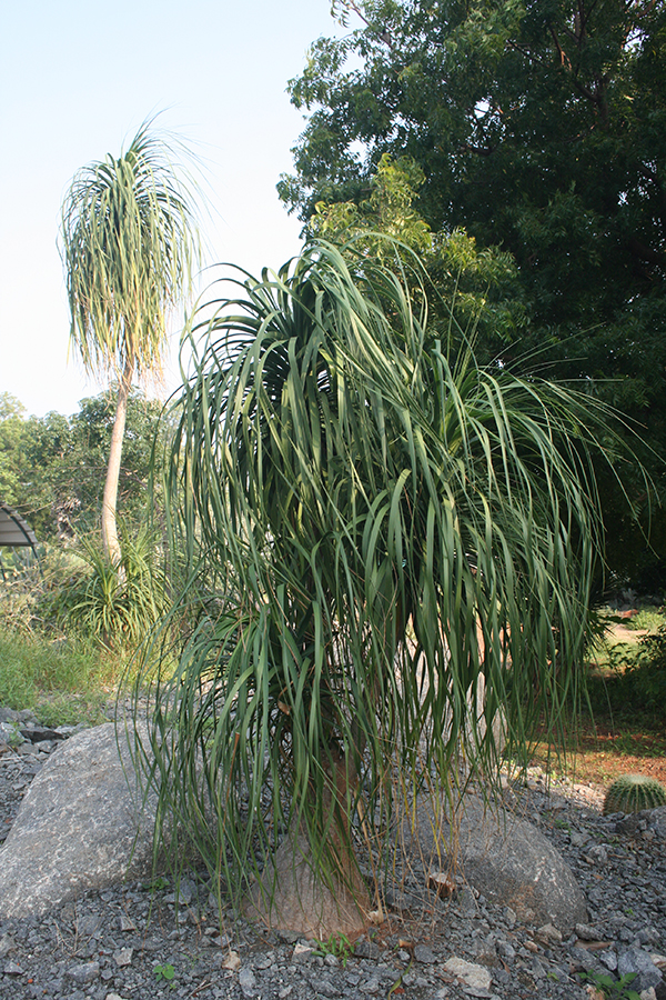 Plantekey