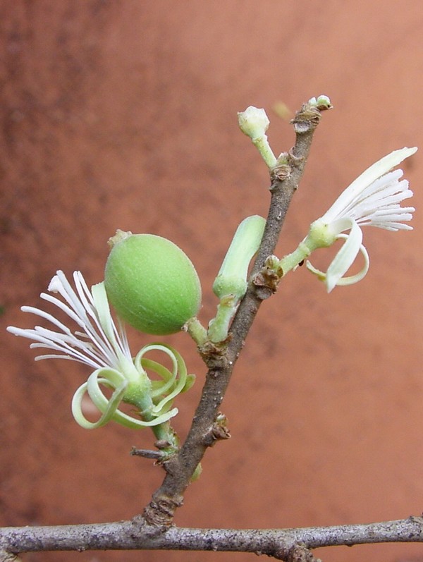 Plantekey