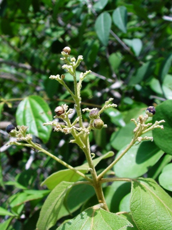Plantekey
