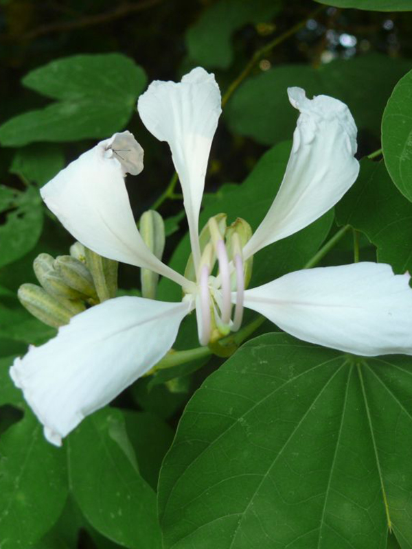 Plantekey