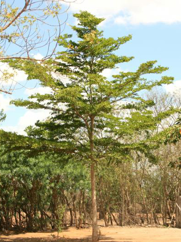 Plantekey | Auroville Botanical Garden
