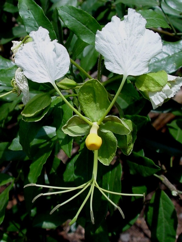 Plantekey