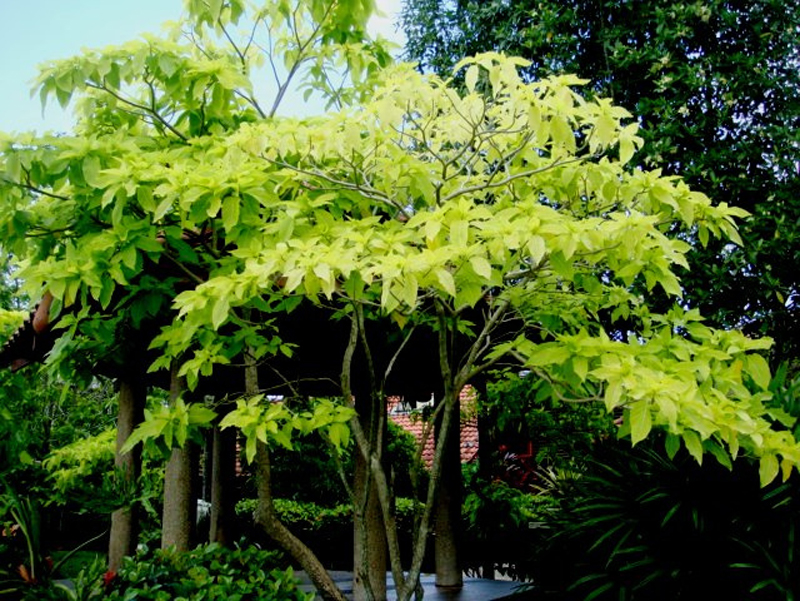 Plantekey | Auroville Botanical Garden
