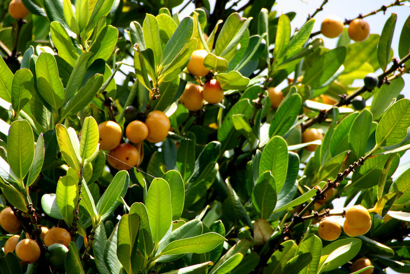 Garcinia spicata - Alchetron, The Free Social Encyclopedia
